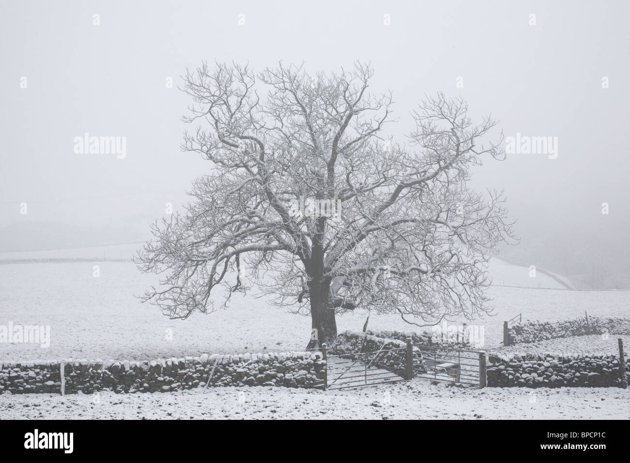 Frozen Tree in the Snow Peak District UK Stock Photo - Alamy