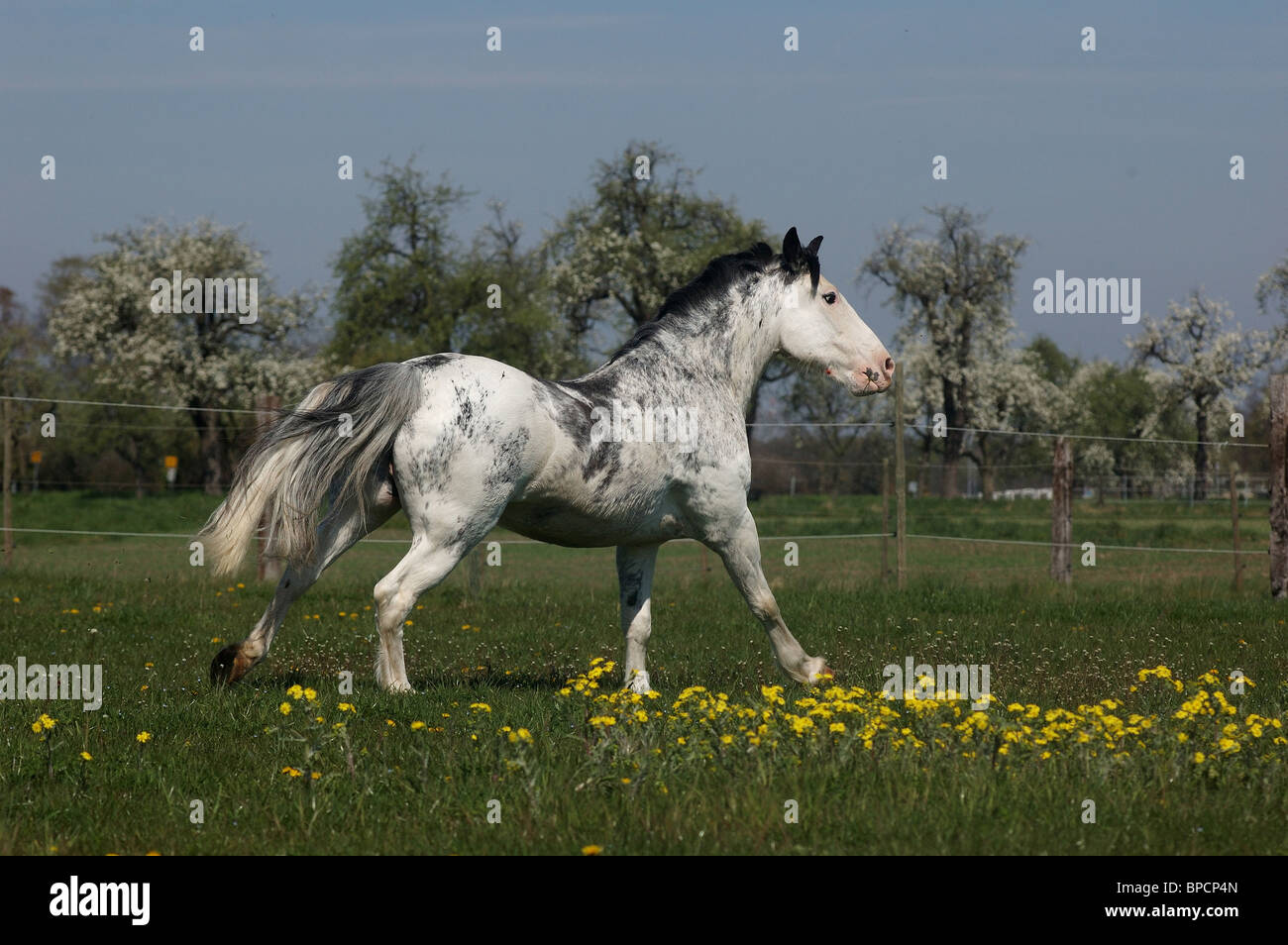 Criollo hi-res stock photography and images - Alamy