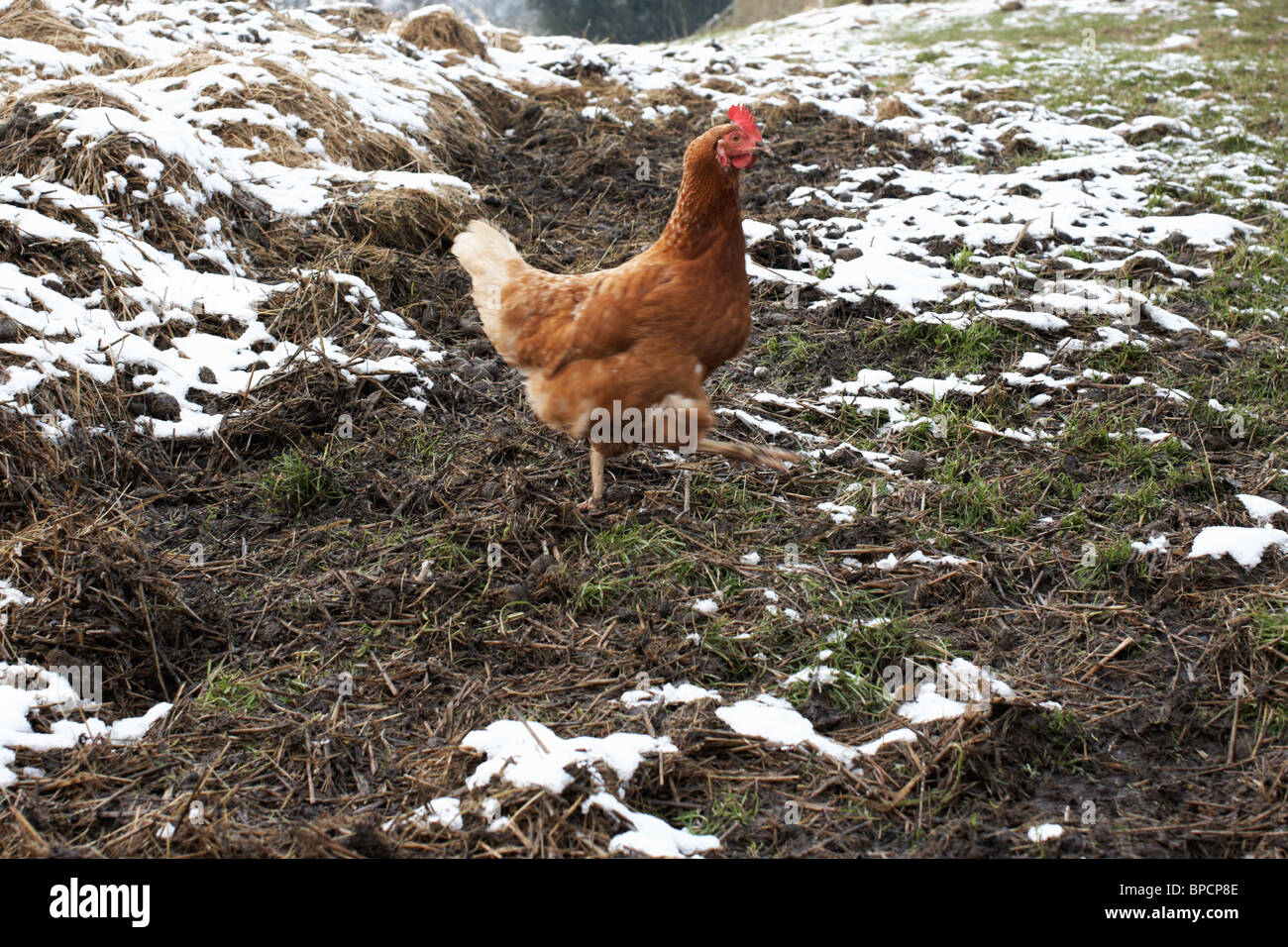 Free range chicken snow hi-res stock photography and images - Alamy