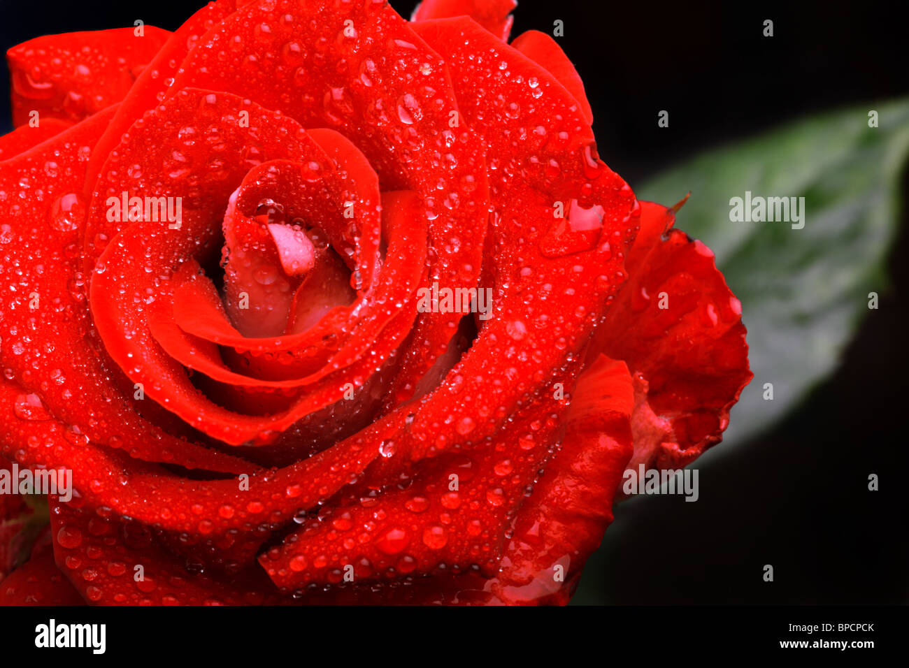 Red rose with water droplets, shallow dof Stock Photo - Alamy