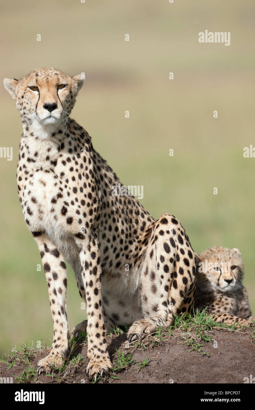 Cheetah baby mother hi-res stock photography and images - Alamy
