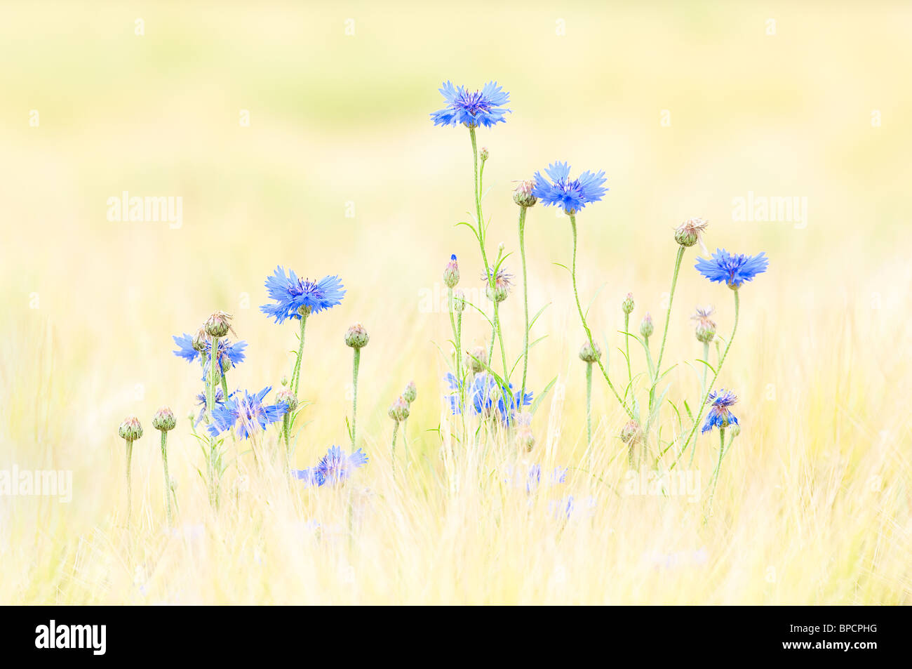 Cornflower white light background Stock Photo - Alamy
