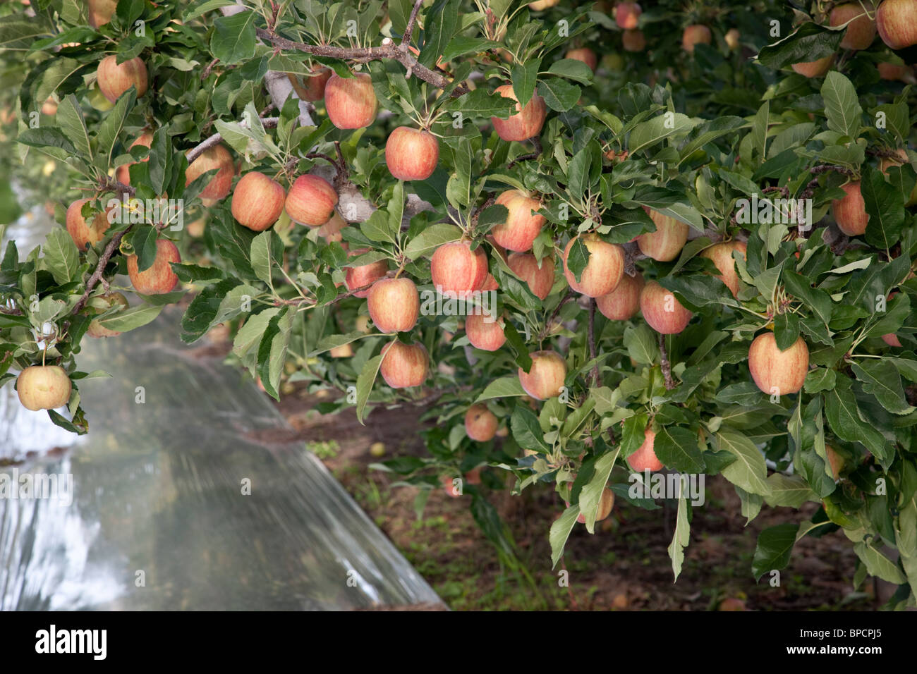 Gala apple tree hi-res stock photography and images - Alamy