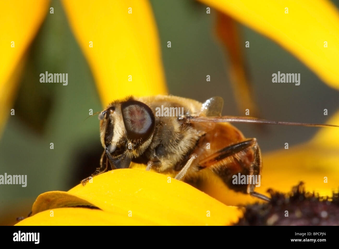 Hover bee hi-res stock photography and images - Alamy