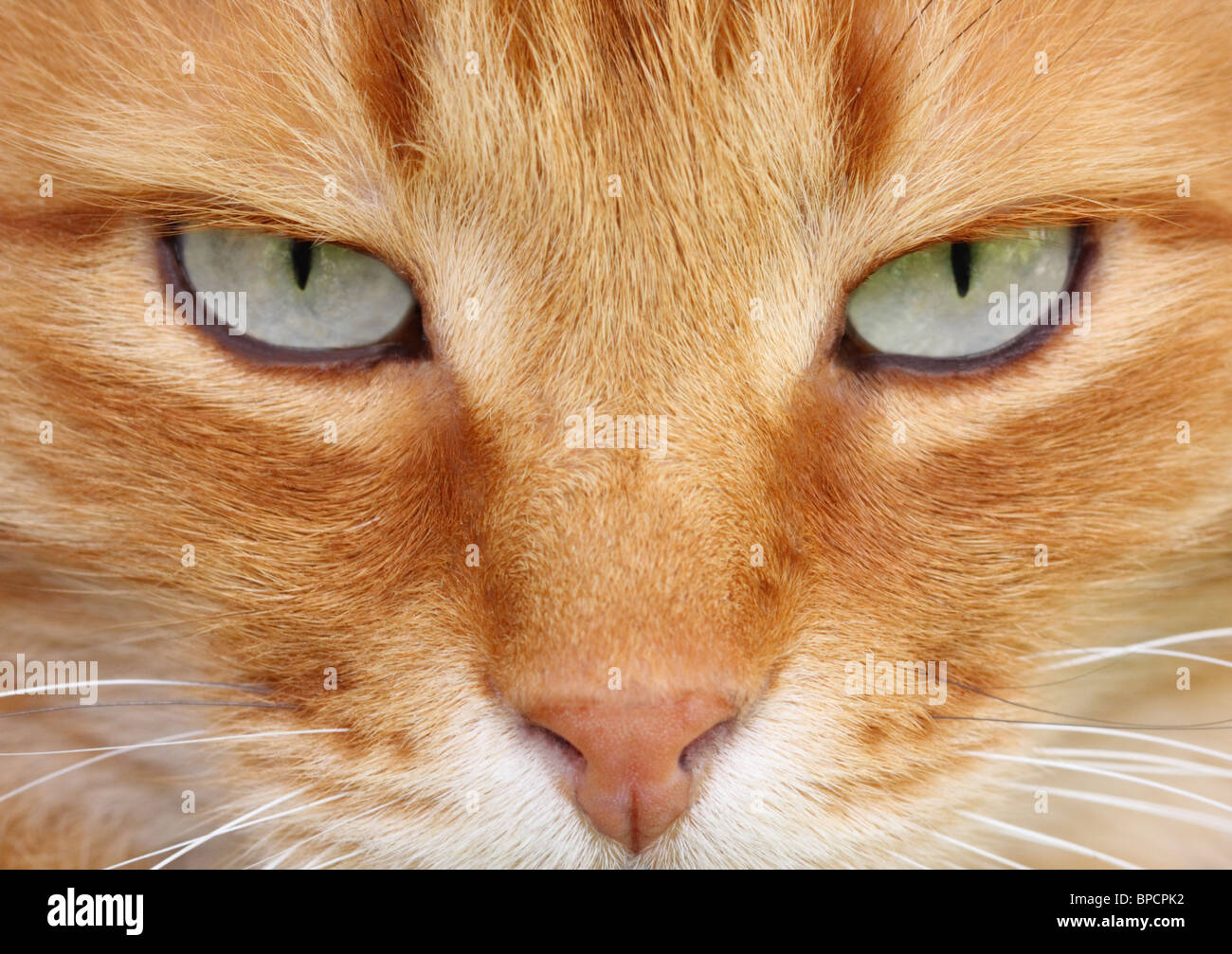 Red cat with cute grey eyes close-up Stock Photo - Alamy