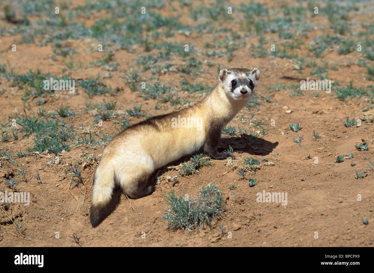 Black-footed Ferret ENDANGERED SPECIES Stock Photo - Alamy