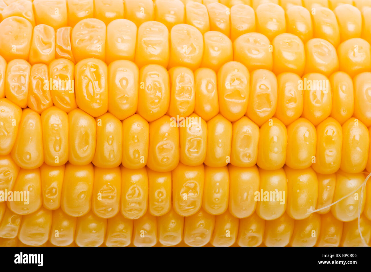 object on white - food corn close up Stock Photo - Alamy