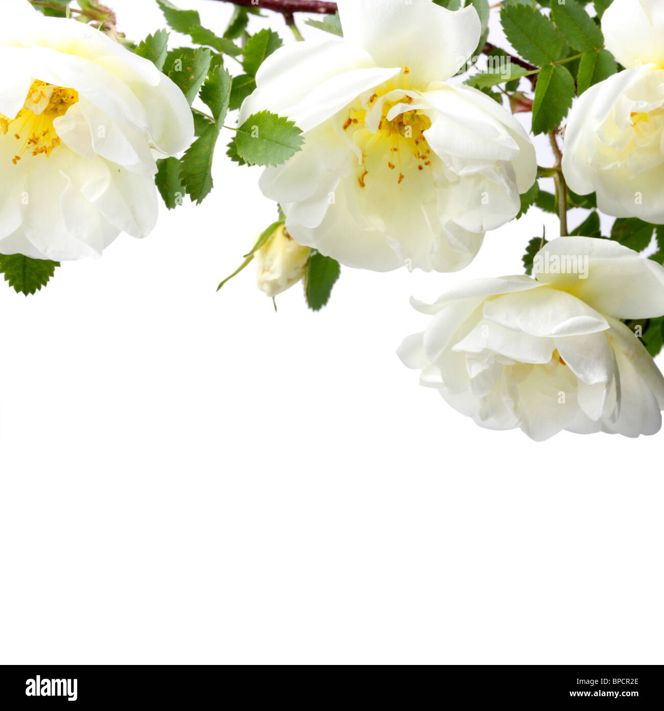 Delicate white roses isolated Stock Photo - Alamy