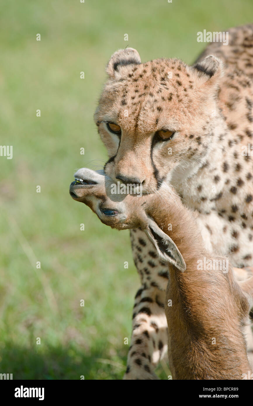 Cheetah Eating Gazelle Alive