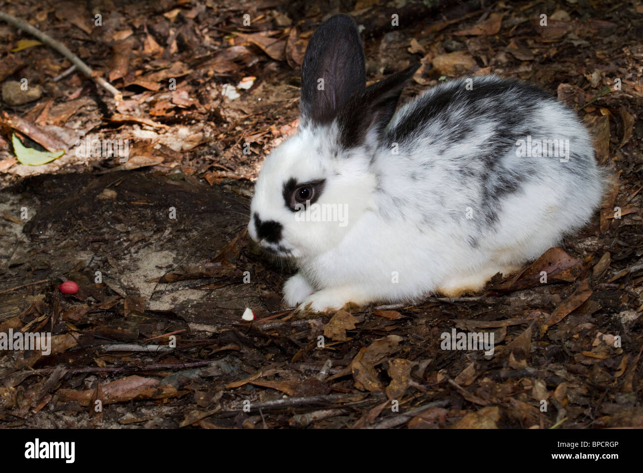 White little rabbit Stock Photo - Alamy