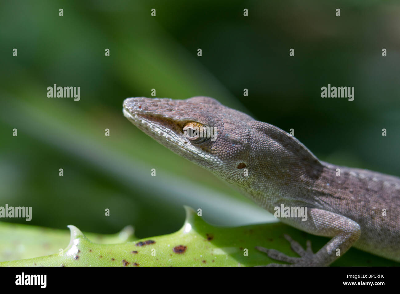 Carolina anole (Anolis carolinensis Stock Photo - Alamy