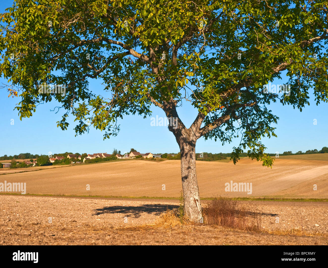 Walnut tree in middle of ploughed farmland - France Stock Photo - Alamy