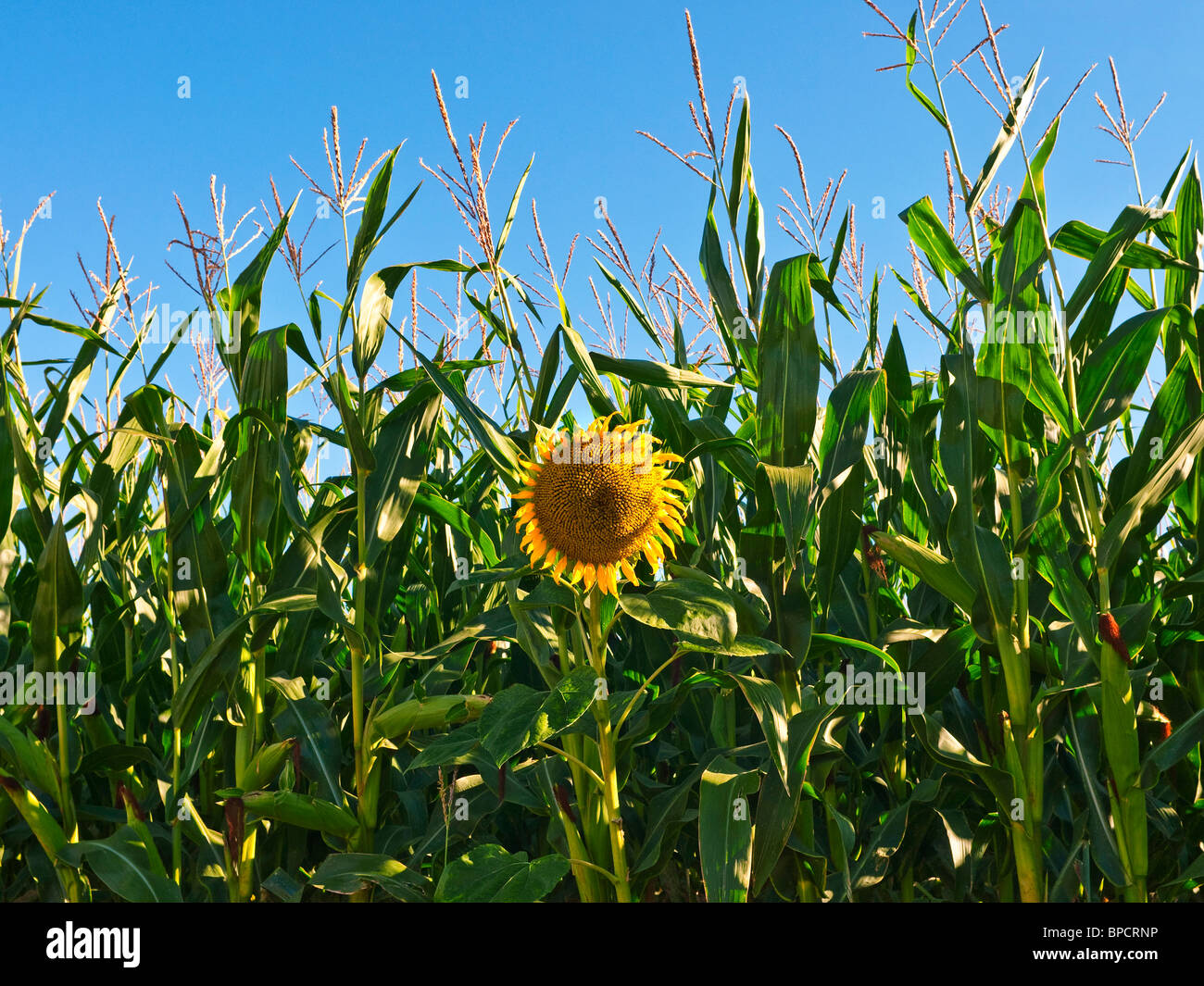 Lone Sunflower in field of Maize / Sweet Corn - Indre et Loire, France ...