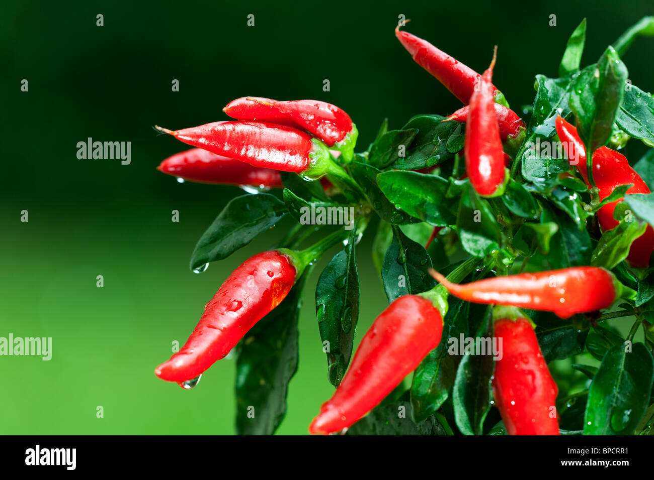 ripe red hot chili peppers on a tree Stock Photo - Alamy