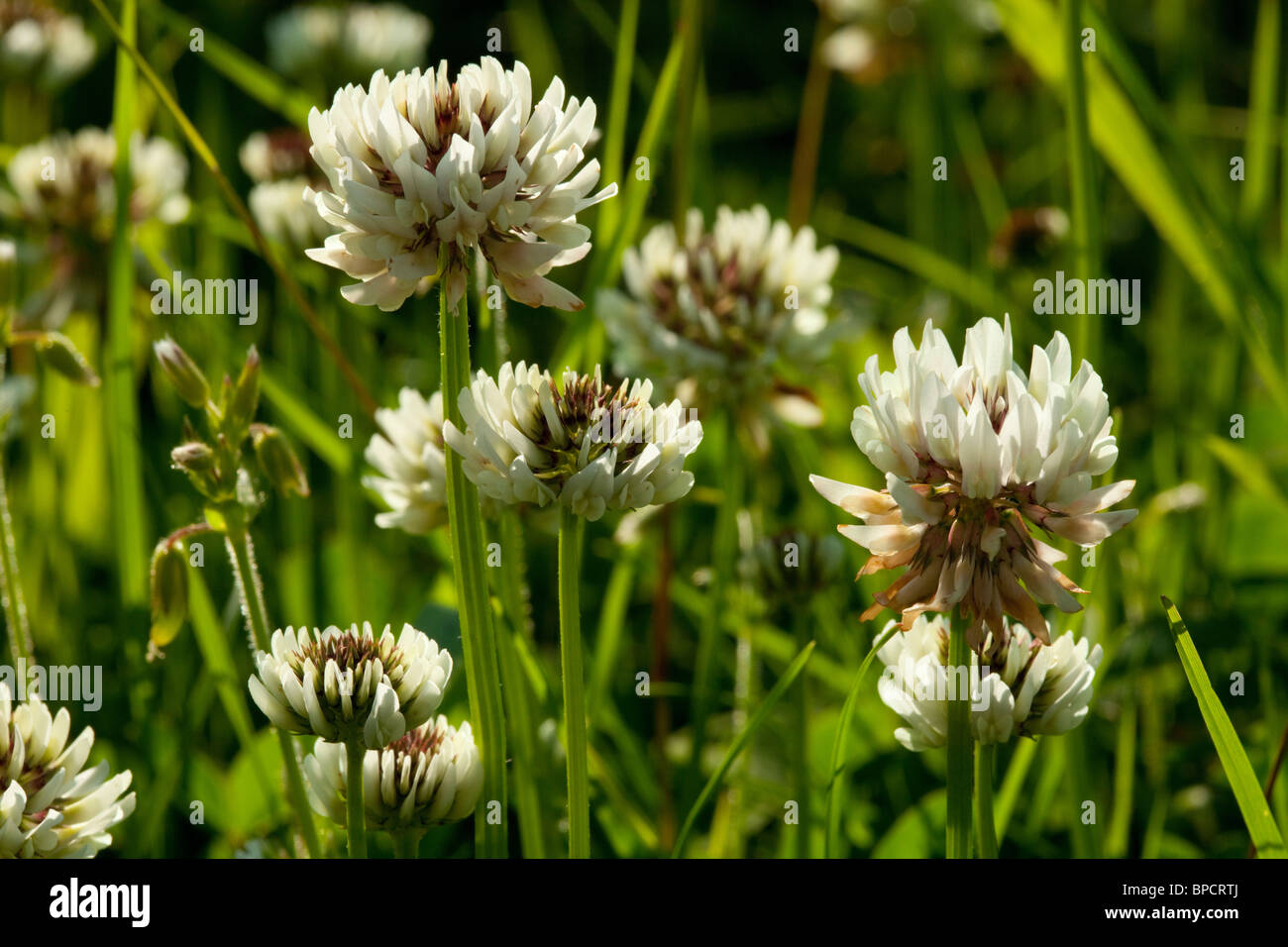 Clover hi-res stock photography and images - Alamy