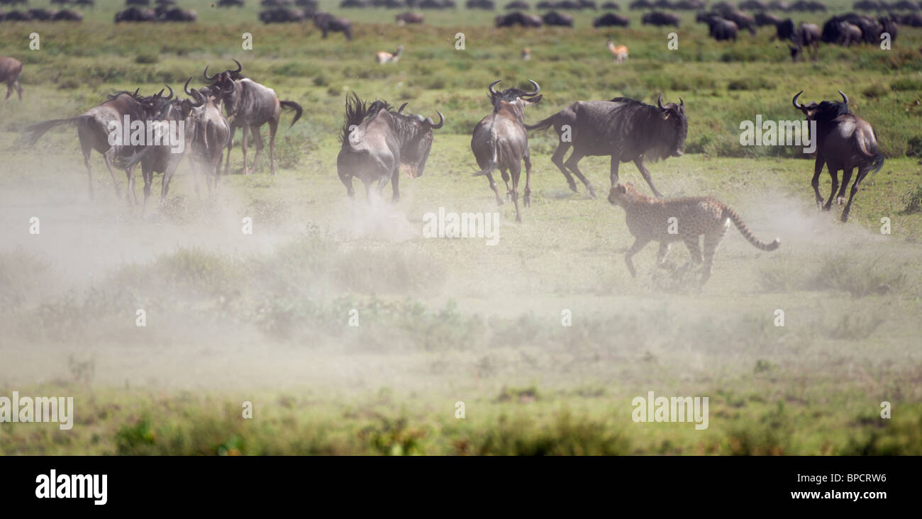 cheetah chasing a wildebeest, Serengeti, Tanzania Stock Photo - Alamy