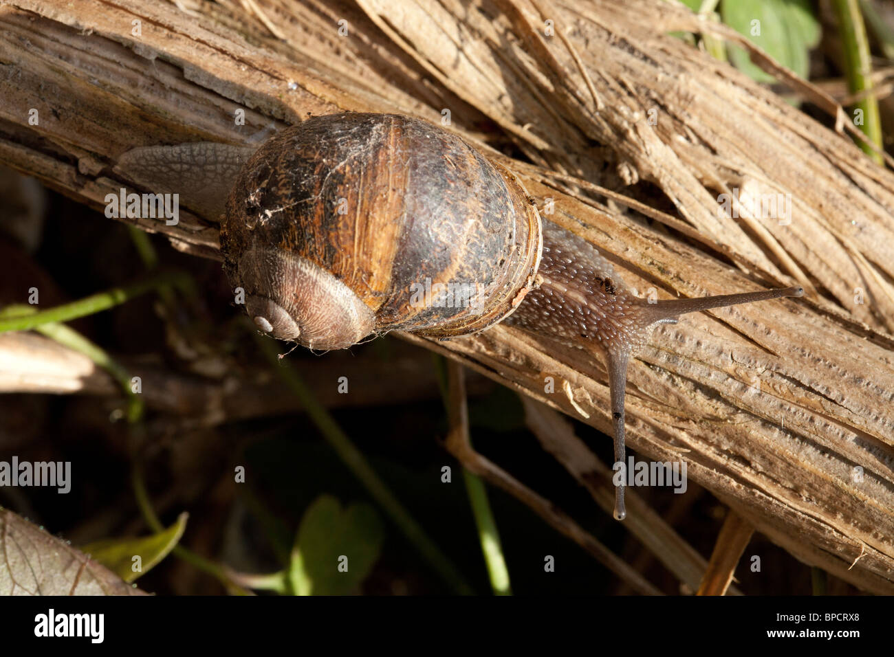 Snail uk hi-res stock photography and images - Alamy