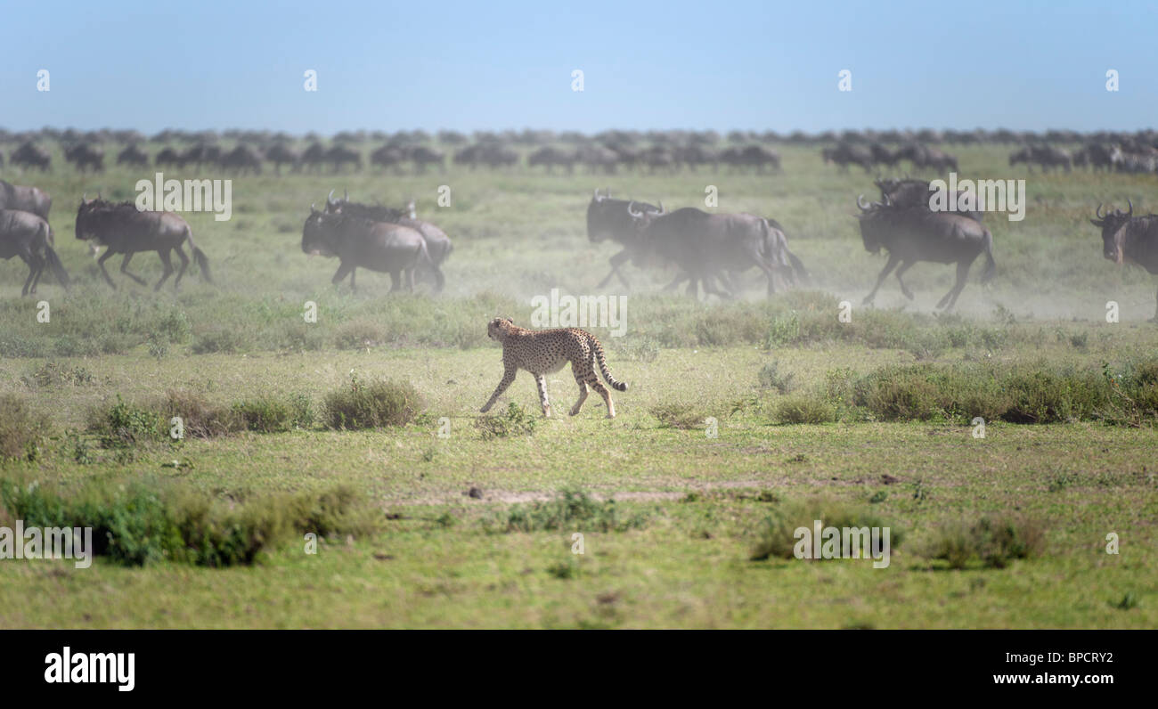 cheetah chasing a wildebeest, Serengeti, Tanzania Stock Photo - Alamy