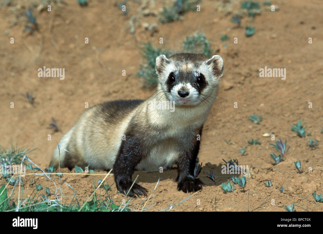 Black-footed Ferret ENDANGERED SPECIES Stock Photo - Alamy