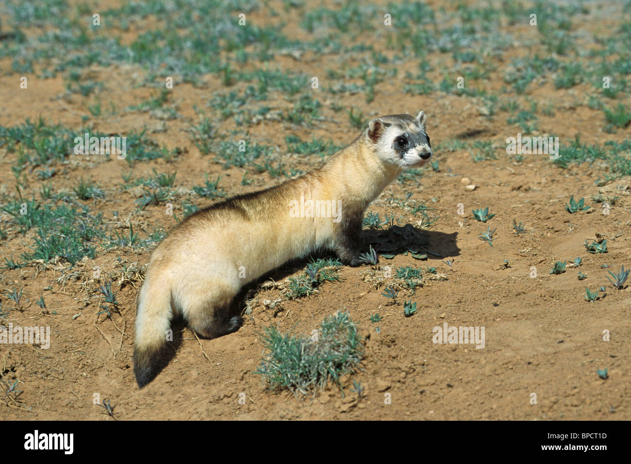 Black-footed Ferret ENDANGERED SPECIES Stock Photo - Alamy