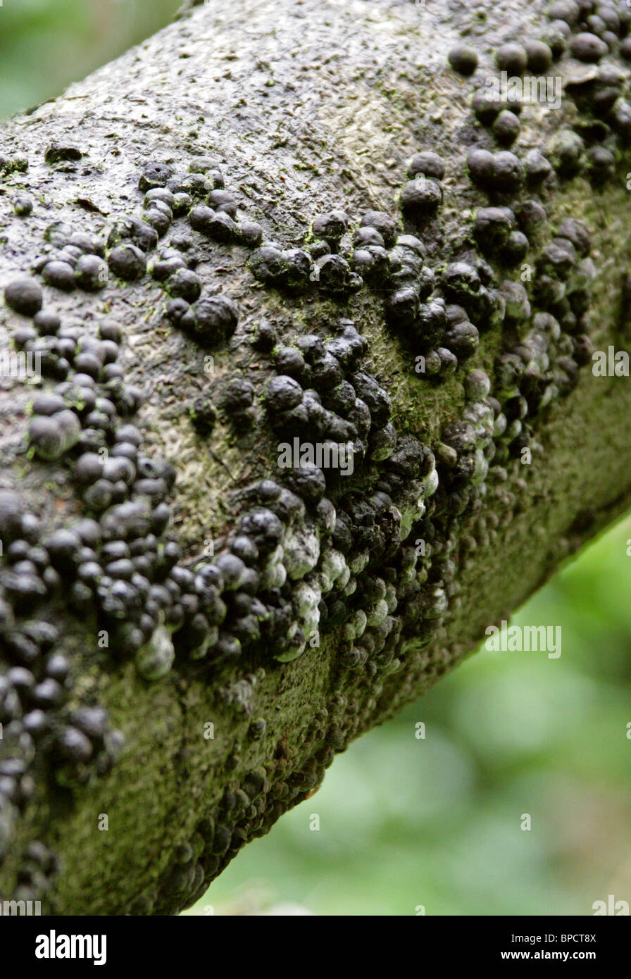 Beech Woodwart (on Beech), Hypoxylon fragiforme, Xylariaceae. A Common ...