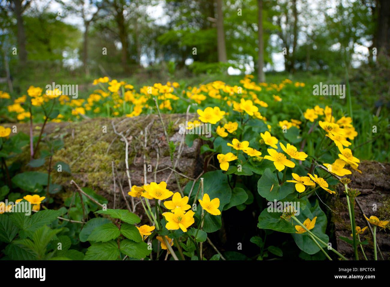 Marsh marigold uk hi-res stock photography and images - Alamy