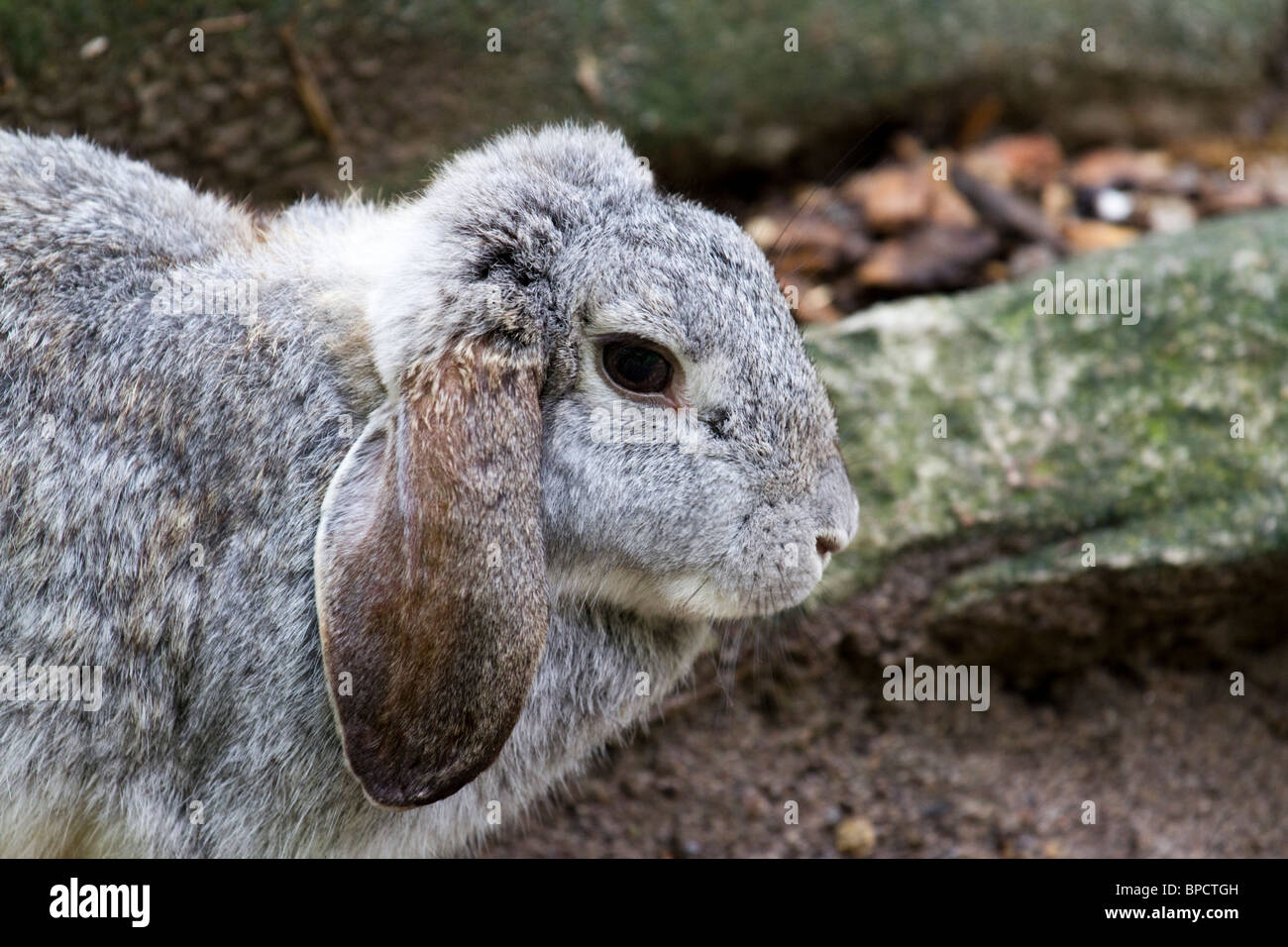 Lop eared bunnies hi-res stock photography and images - Alamy