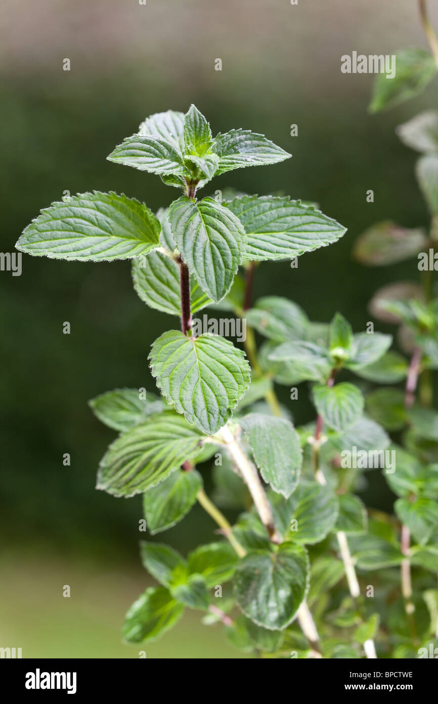 peppermint plant outdoors Stock Photo - Alamy