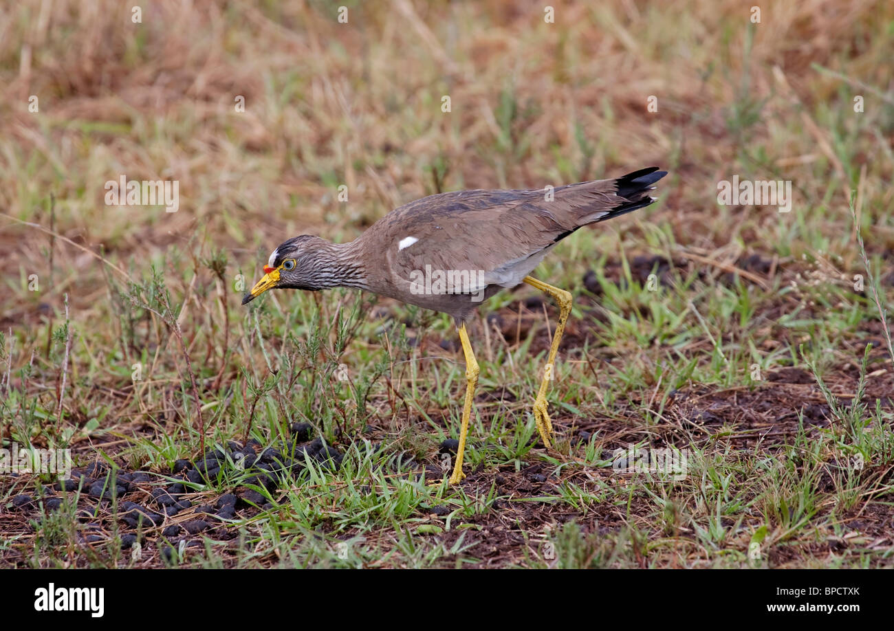 African wattled lapwing (Vanellus senegallus) single adult walking in ...