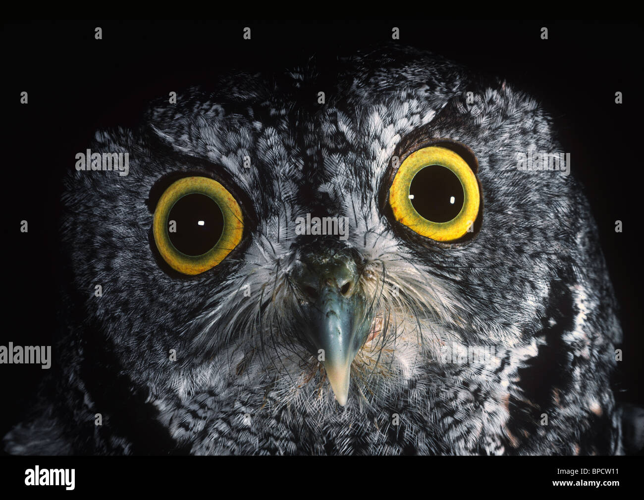 Western Screech Owl (Megascops kennicotti), closeup Stock Photo - Alamy