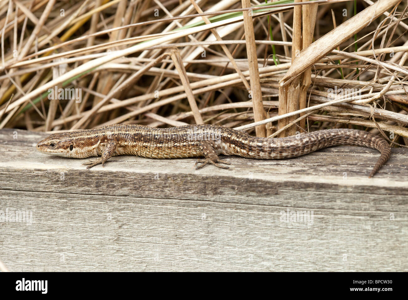 Land lizard hi-res stock photography and images - Alamy