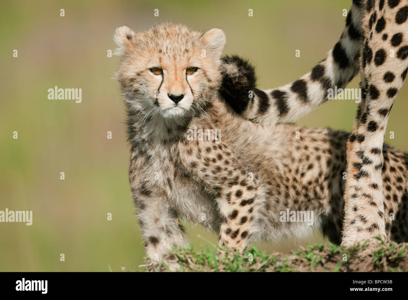 Cute cheetah cub hi-res stock photography and images - Alamy