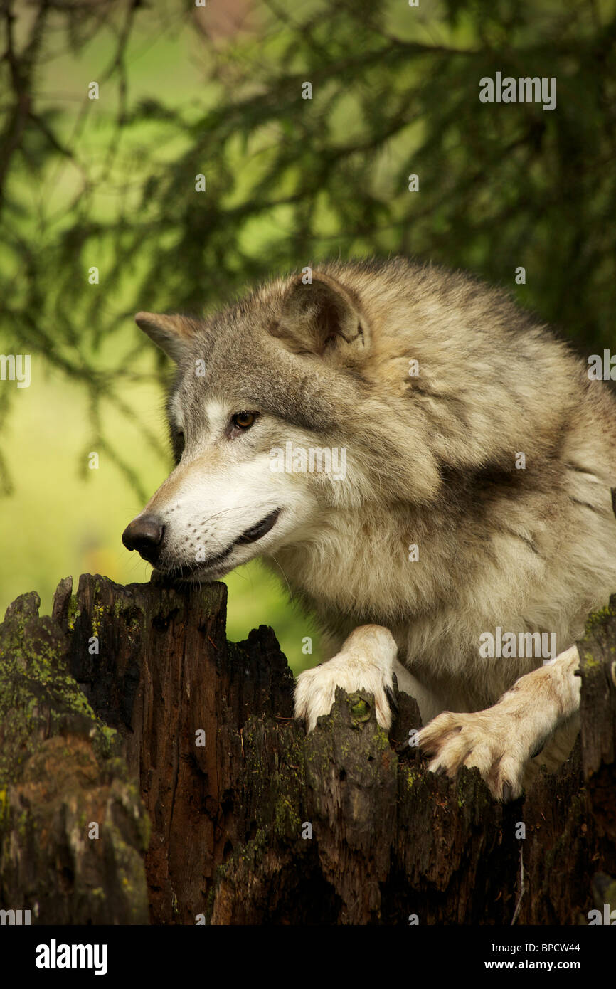 The Majestic wolf Stock Photo - Alamy