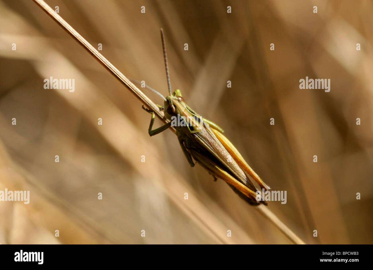 Common Field Grasshopper, Chorthippus brunneus (bicolor), Acrididae ...