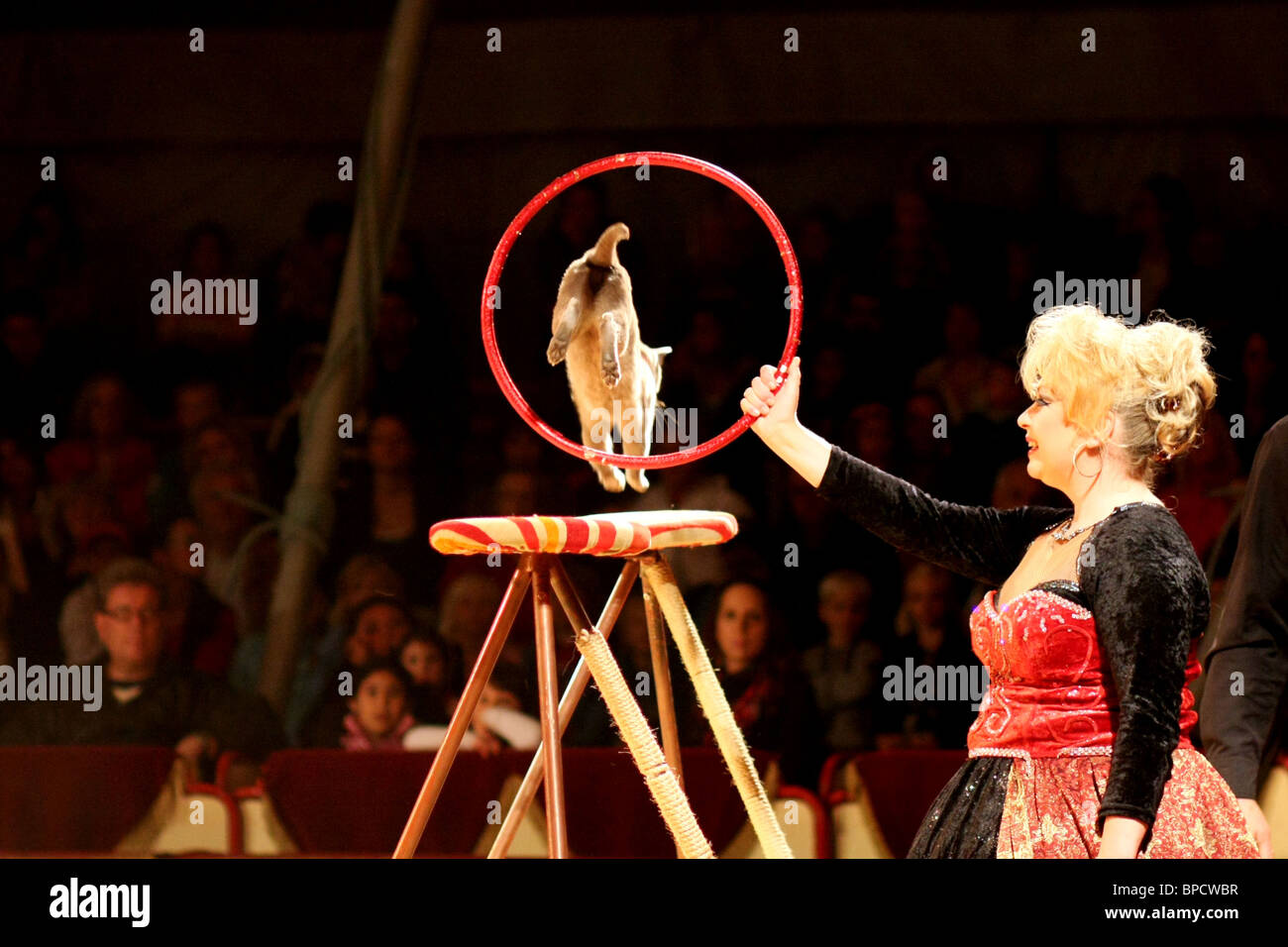 Cat jumping through ring circus hi-res stock photography and images - Alamy