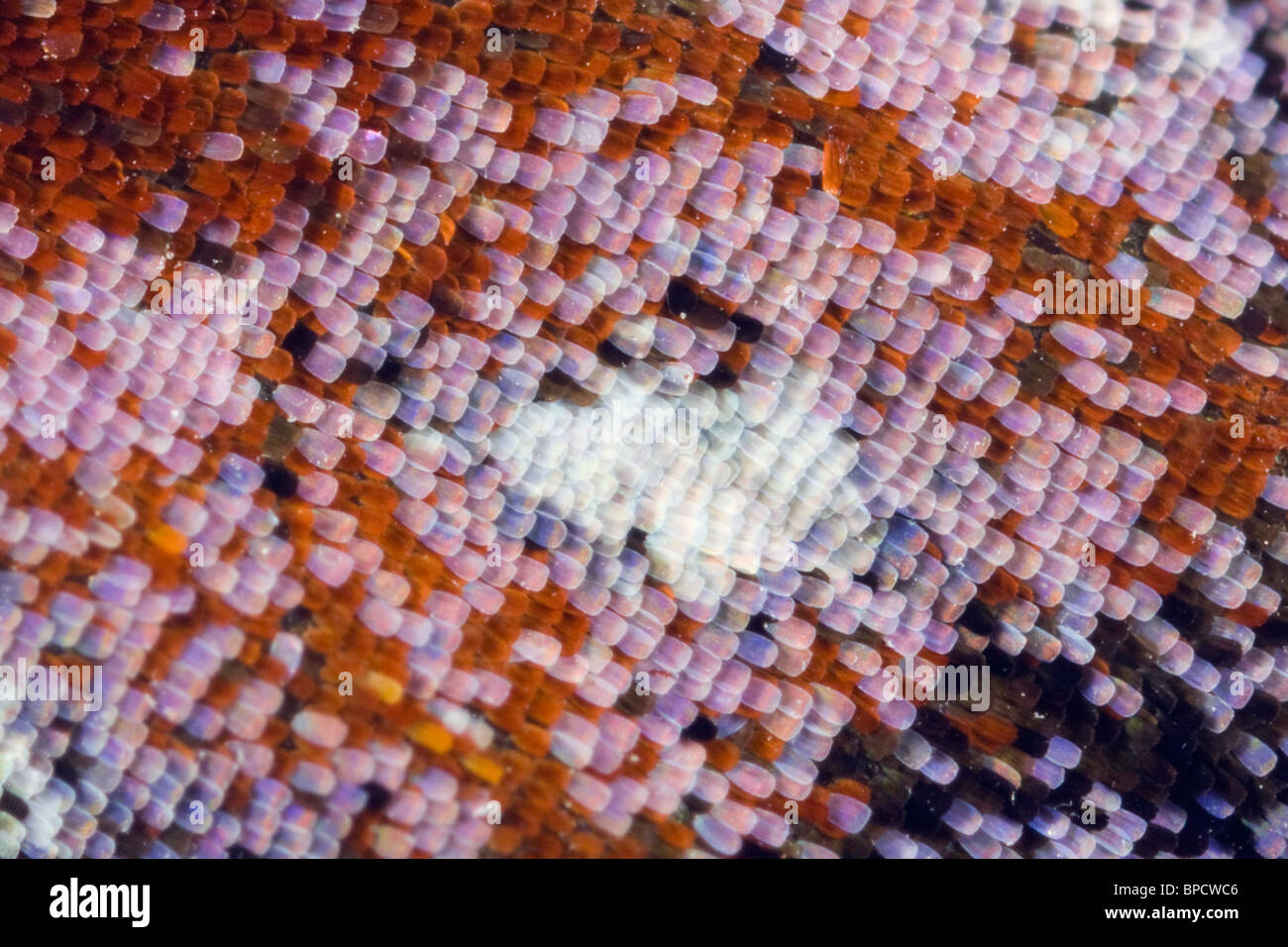 Butterfly Wing Scales