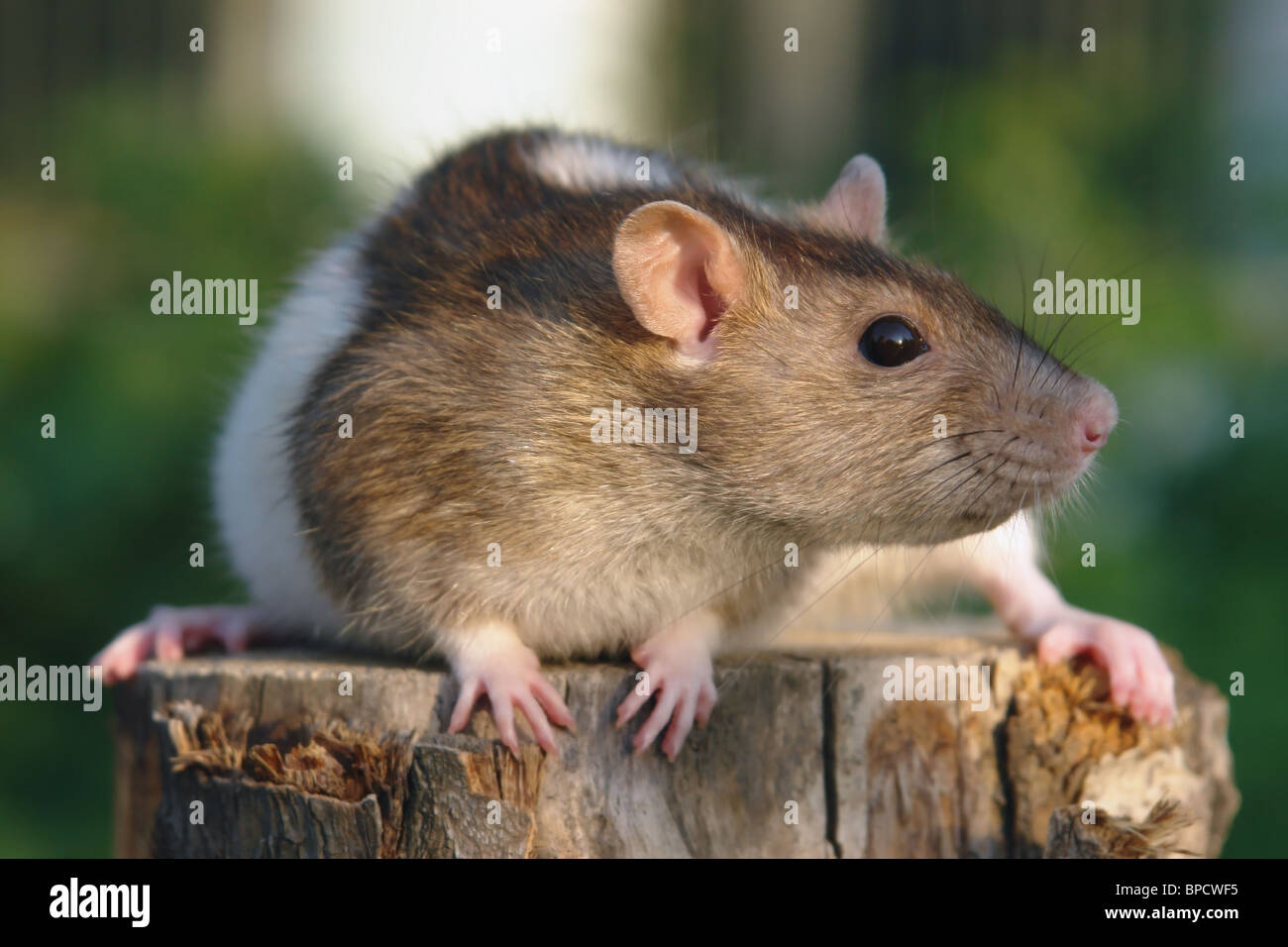 Mouse Sitting Up