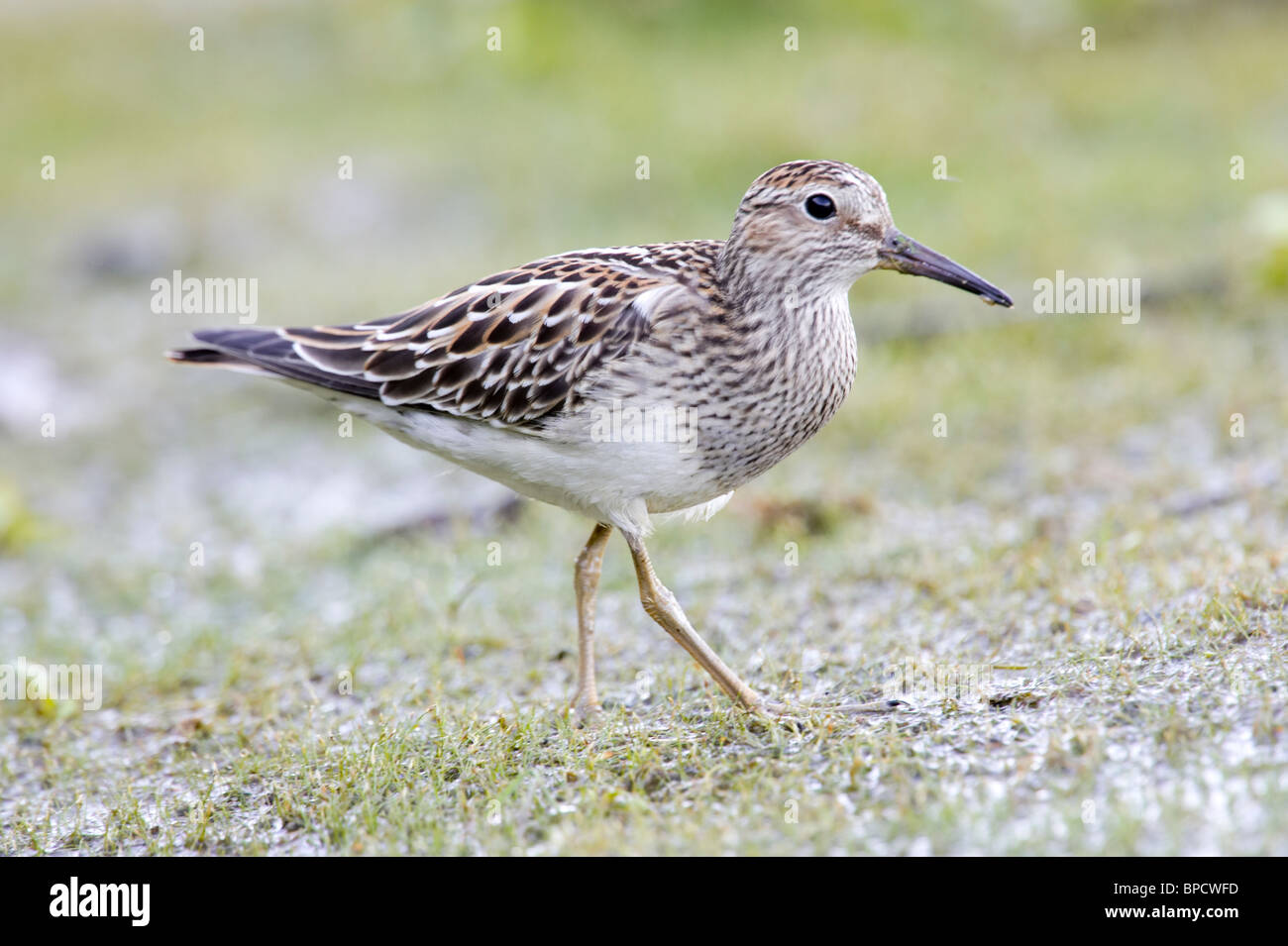 Pectoral Sandpiper Walking on the Ground Stock Photo - Alamy