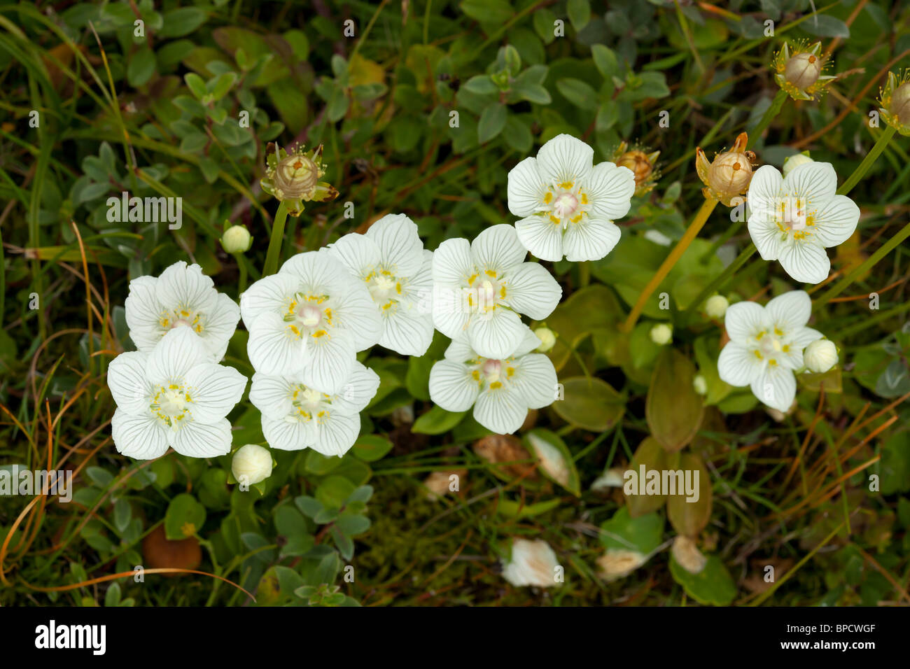 Grass of Parnassus Parnassia palustris Stock Photo - Alamy