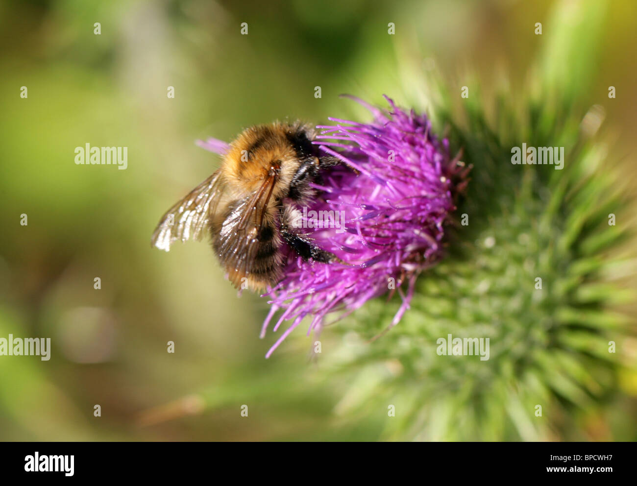 Common Carder Bumblebee, Bombus pascuorum, Apidae, Apoidea, Apocrita ...