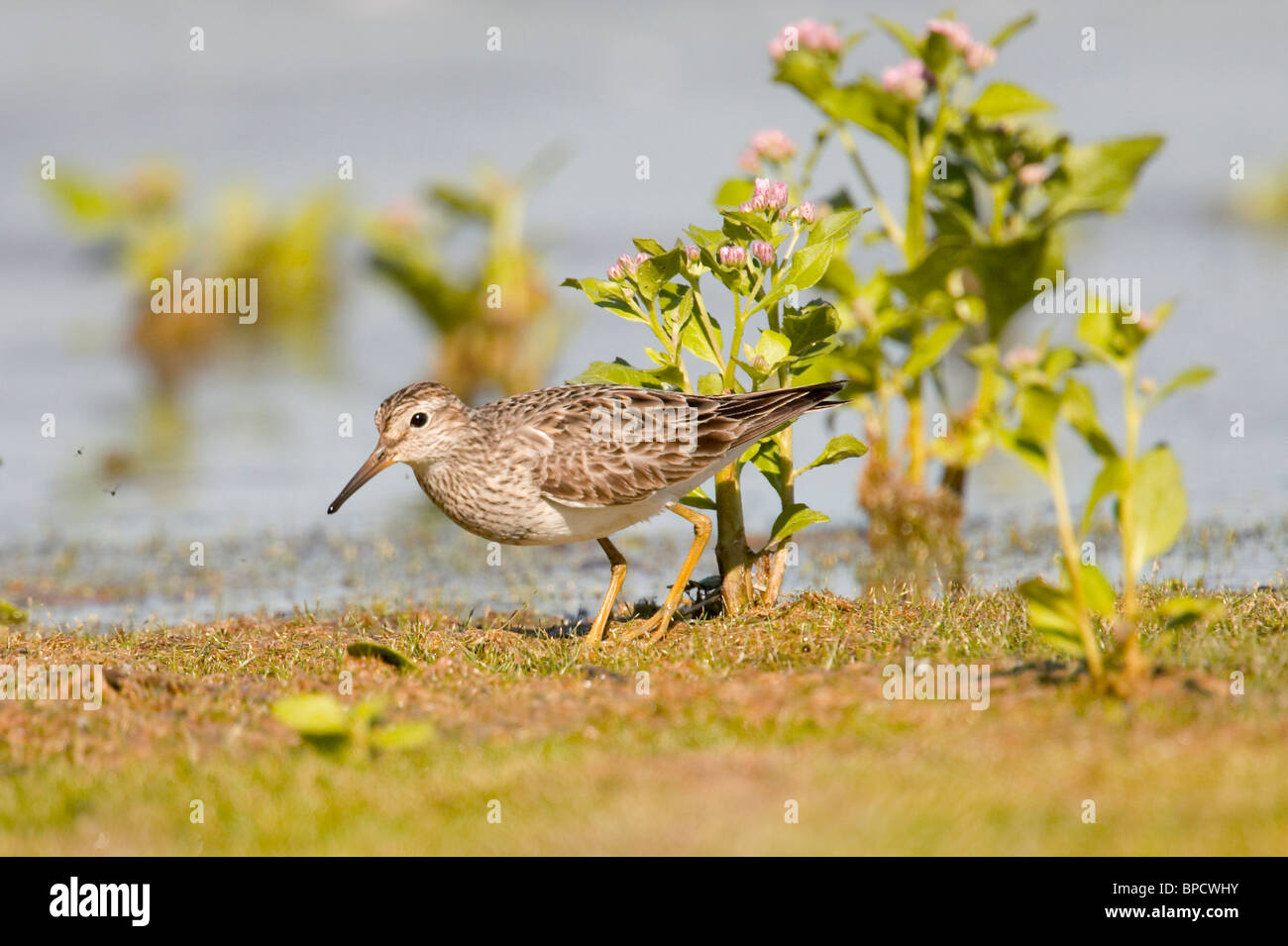 Pectoral Sandpiper Feeding on Land Stock Photo - Alamy