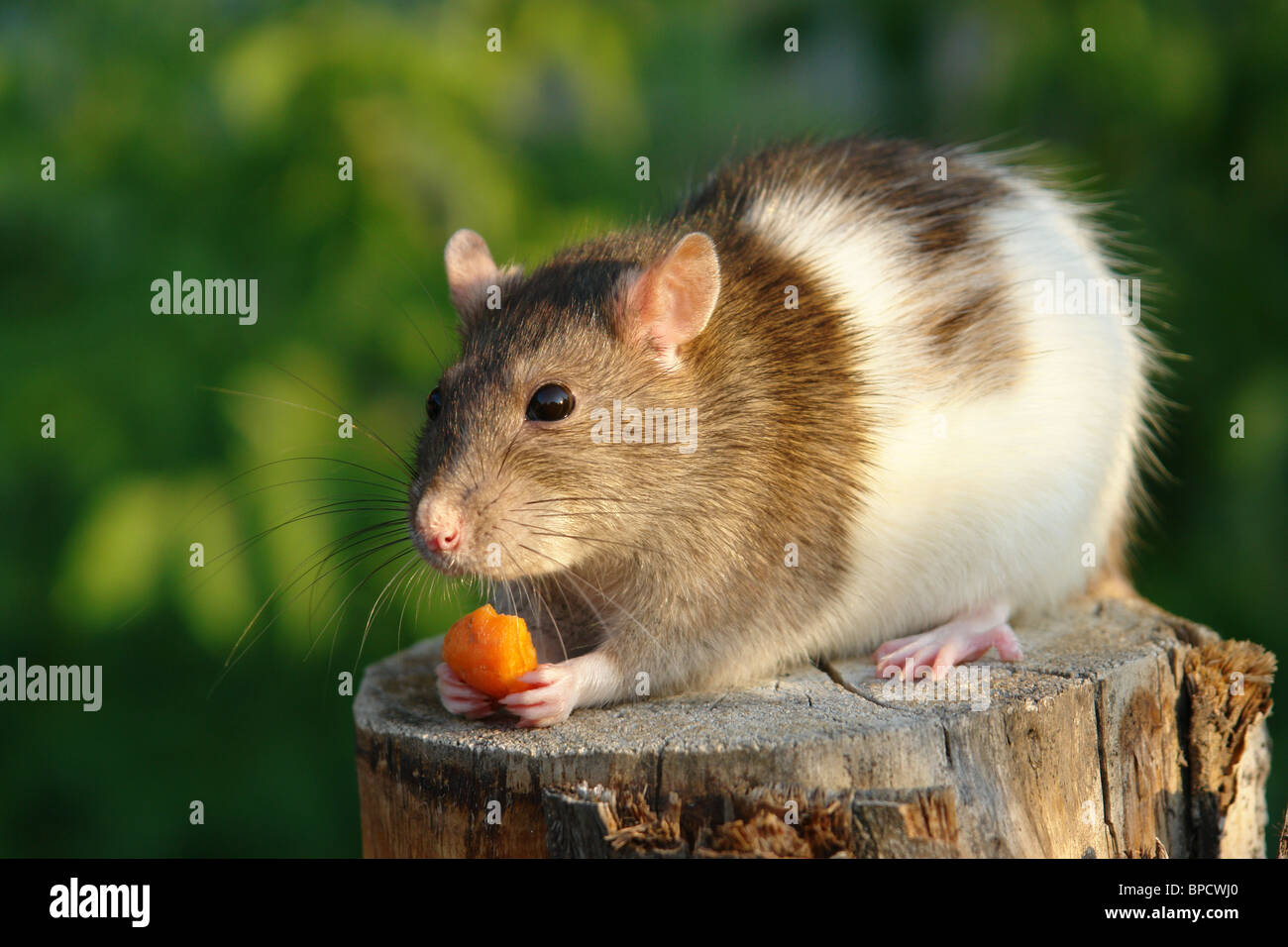 Mouse nibbles carrot Stock Photo - Alamy