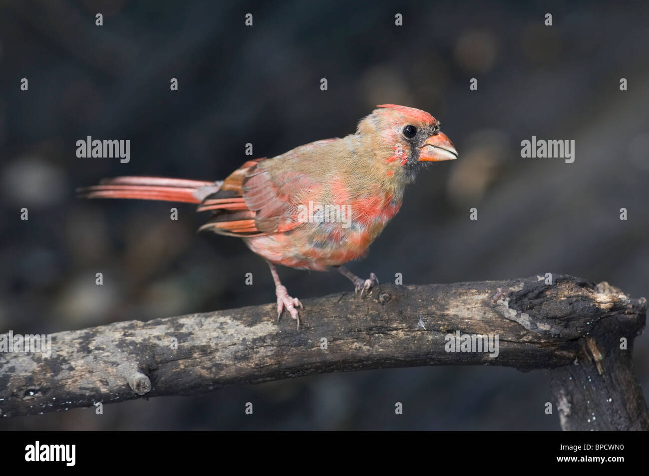 Molting Adult Male Northern Cardinal Perched on a Branch Stock Photo ...