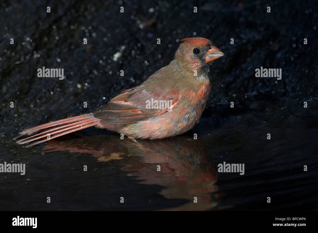 Molting northern cardinal hi-res stock photography and images - Alamy