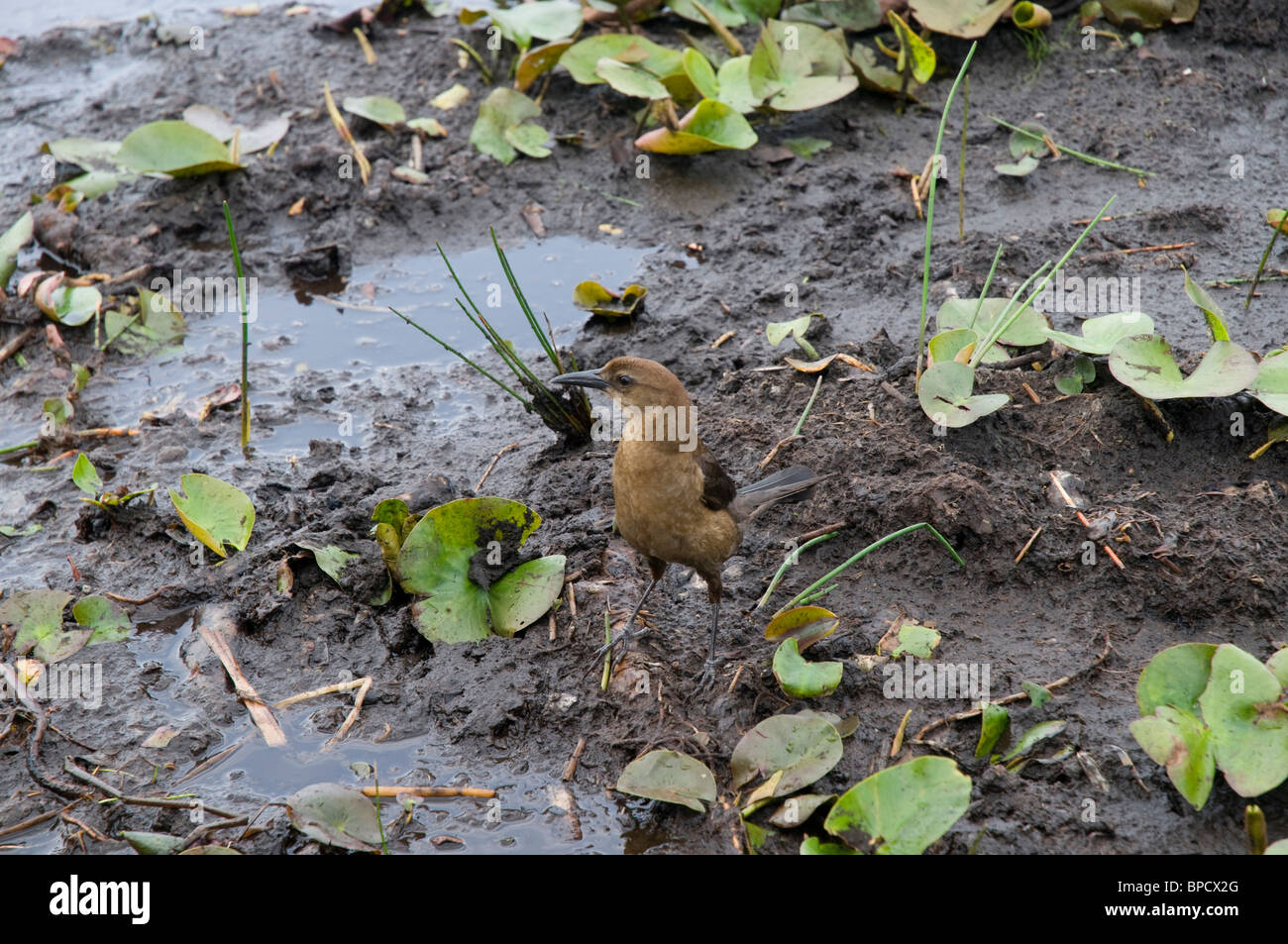 Bird in the mud of the Everglades in the Southern State of Florida in ...