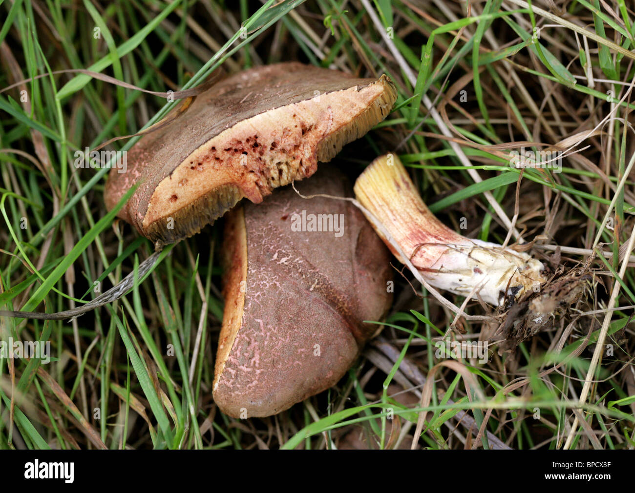 Red-cracked Boletus, Boletus chrysenteron (Syn. Xerocomus chrysenteron ...