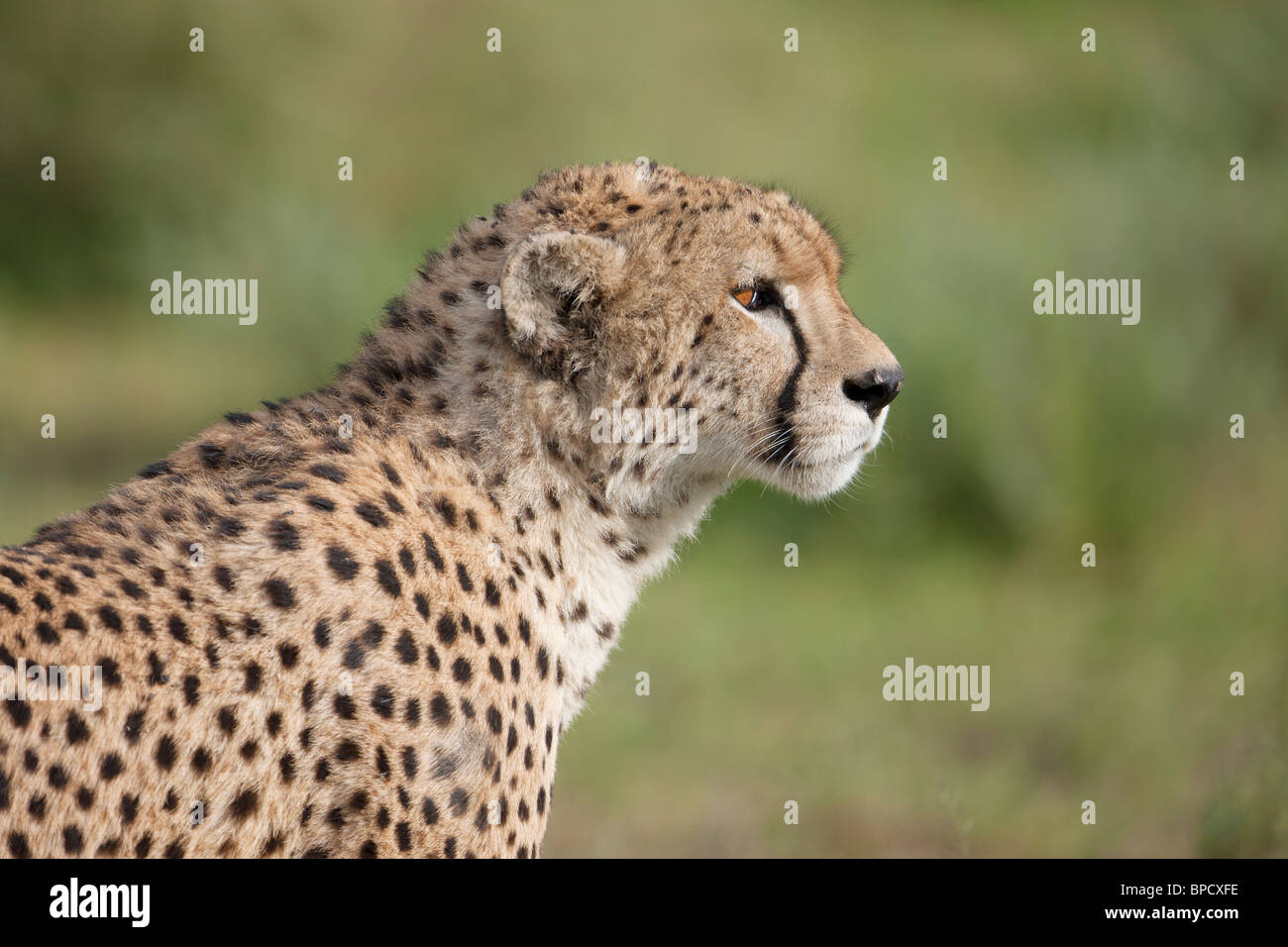 cheetah close-up, Serengeti, Tanzania Stock Photo - Alamy