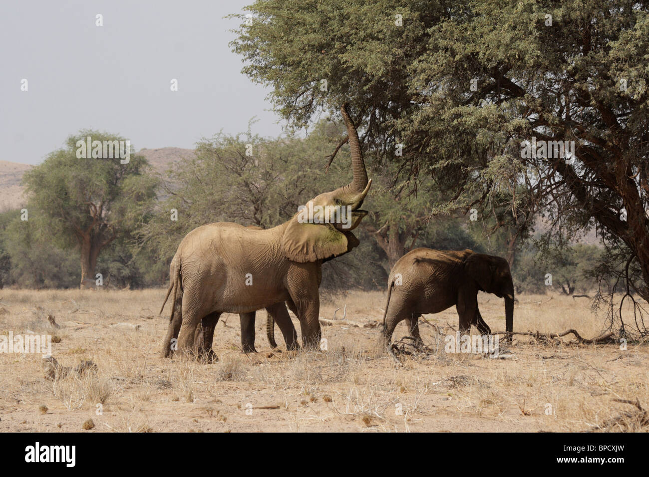 Elephants in dry riverbed hi-res stock photography and images - Alamy
