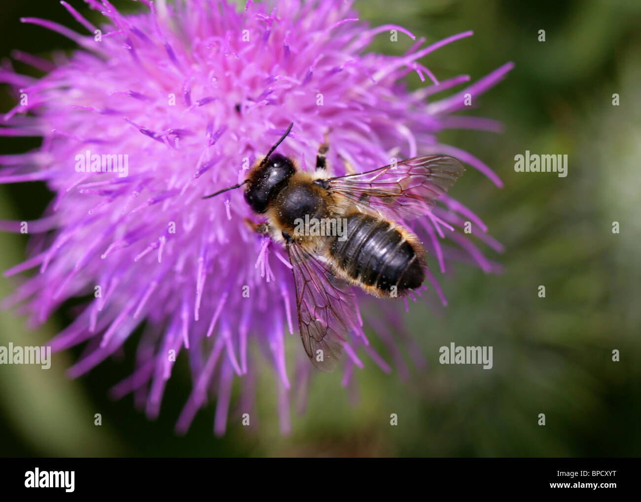 Patchwork Leafcutter Bee, Megachile centuncularis, Megachilidae ...