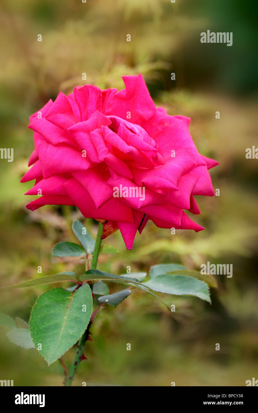 Single red rose with soft background Stock Photo - Alamy